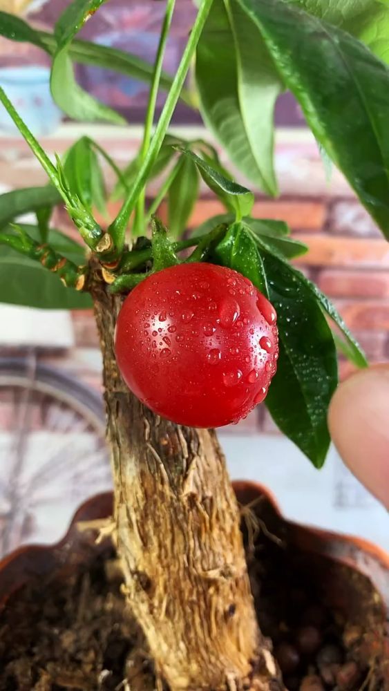 鸡蛋汤如何开花的，不要眨眼哦,美食,美食制作,好看视频